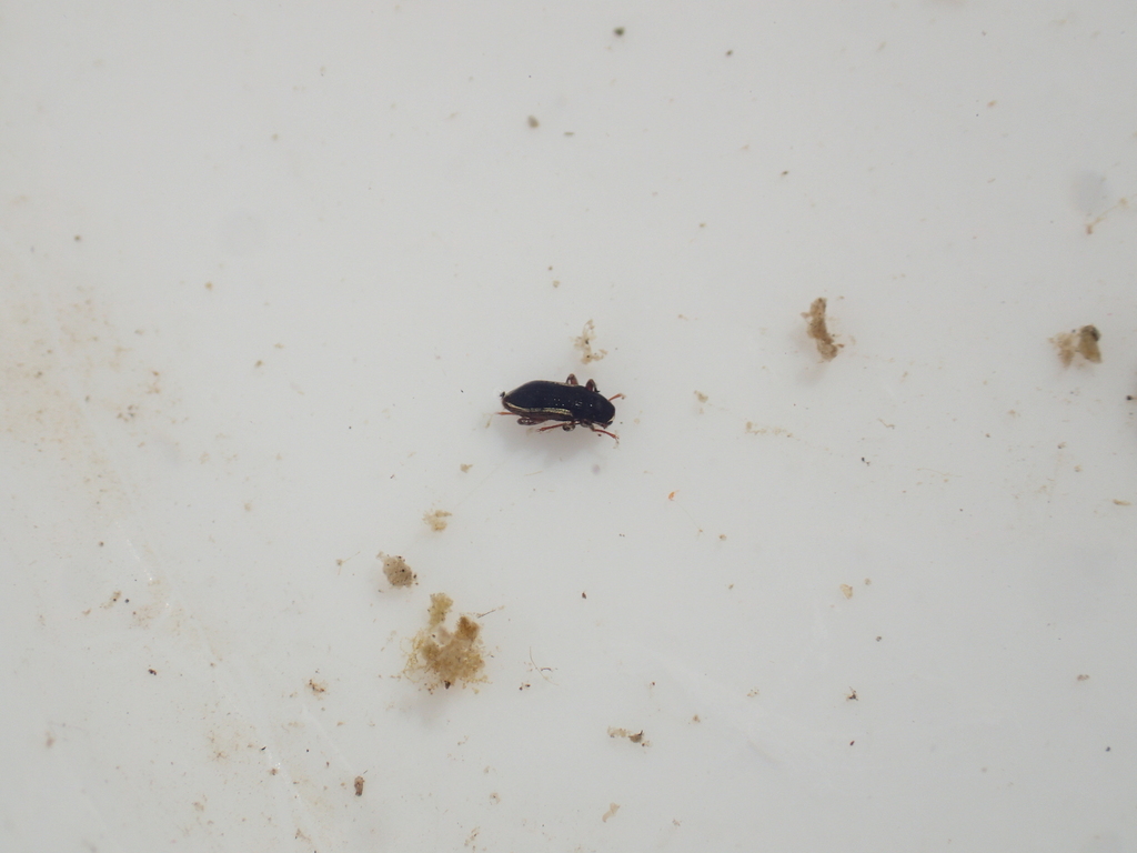 Zaitzevia in February 2024 by hakkahamushi · iNaturalist