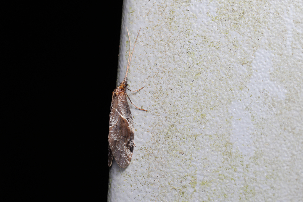 Phryganopsyche latipennis from 中国天目山风景区 on March 29, 2022 at 07:29 PM ...