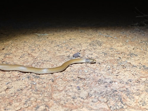 Curl Snake (Suta suta) - Snakes and Lizards