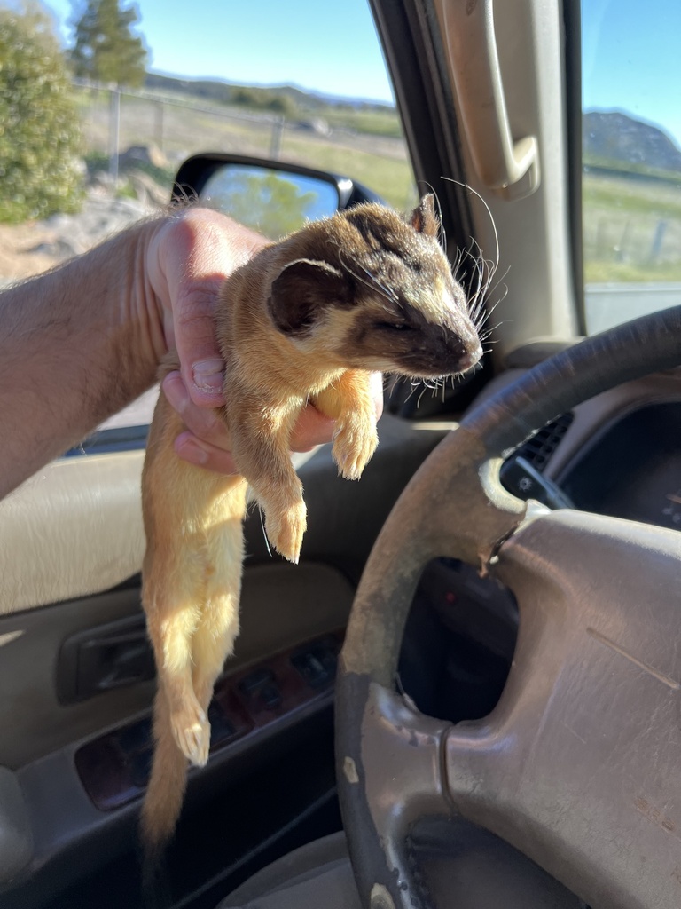 Long-tailed Weasel from CA-78, Ramona, CA, US on March 23, 2022 at 08: ...