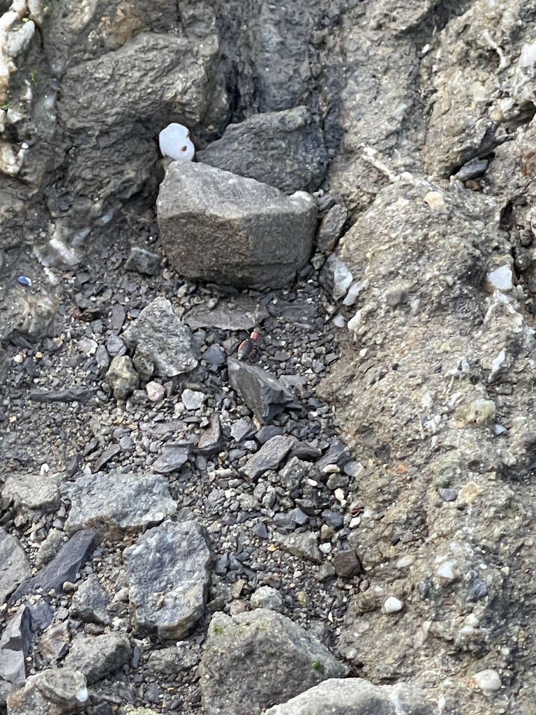 Insects from San Francisco Bay, San Francisco, CA, US on February 21 ...