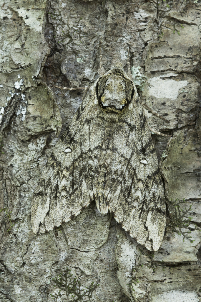 Waved Sphinx from Montgomery County, OH, USA on June 15, 2021 at 12:10 ...