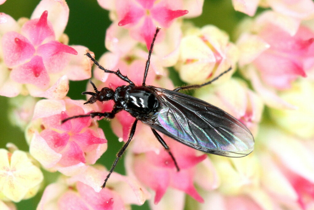 Dilophus from 54 Badem, Germany on September 9, 2021 at 02:51 PM by ...