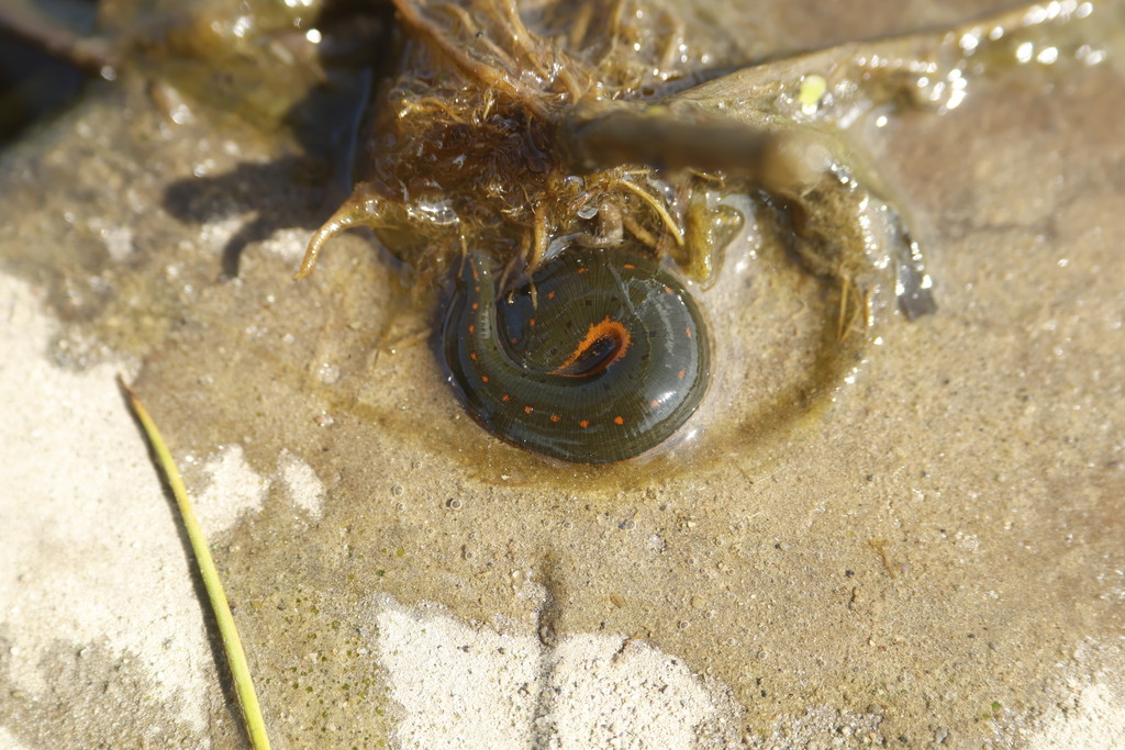 North American Medicinal Leech from Chautauqua County, NY, USA on May ...