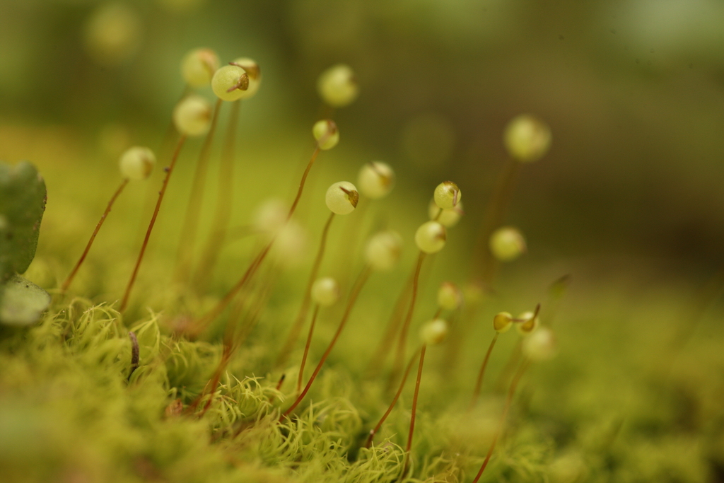 Common Apple-moss from Madrid, España on February 21, 2024 at 05:30 PM by Natalia Rojas Estévez ...
