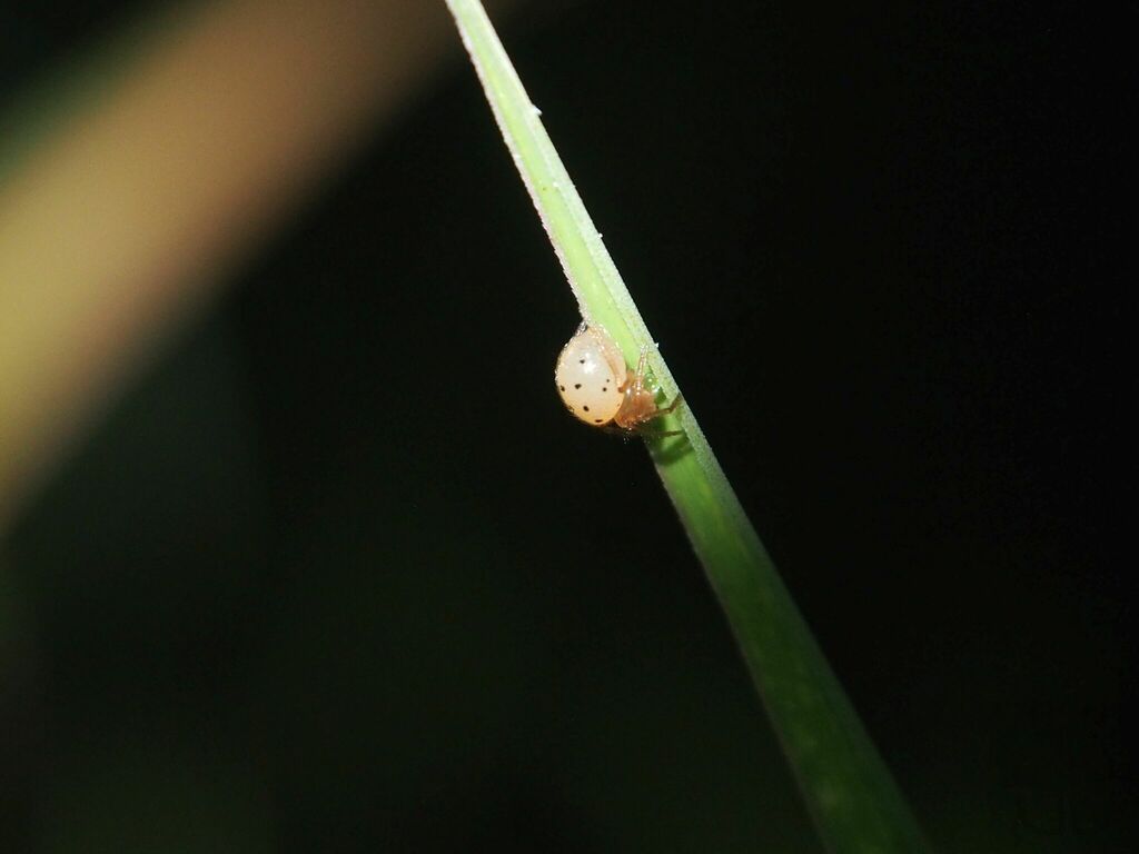 Biscuit Comb-footed Spider from Sui Lau Tin, Hong Kong on February 22 ...