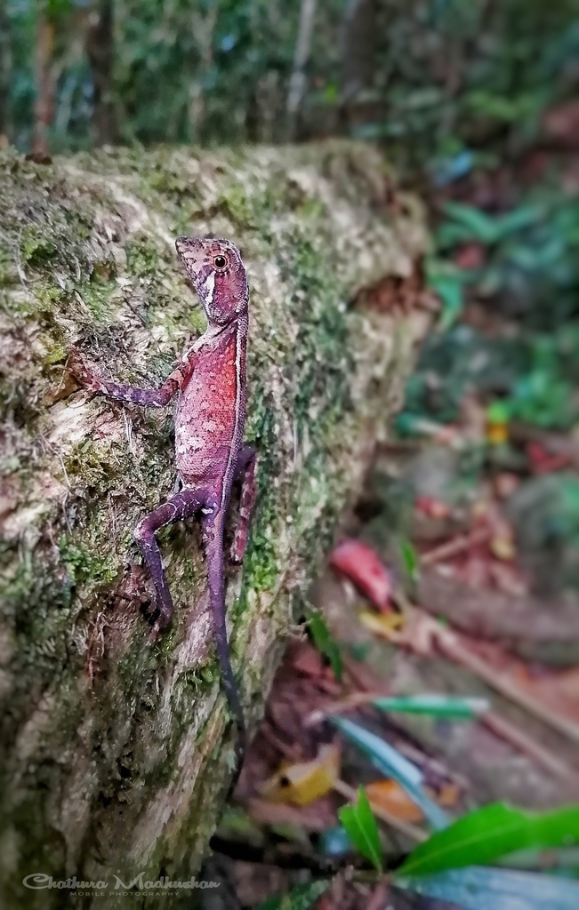 Sri Lanka Kangaroo Lizard from 8FWW+544, Deniyaya 81500, Sri Lanka on ...
