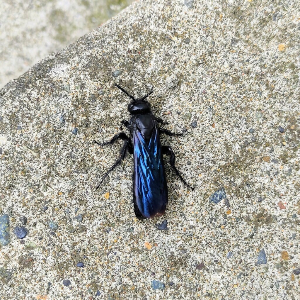 Saddleback Scoliid Wasp from Belén de Umbría, Risaralda, Colombia on ...