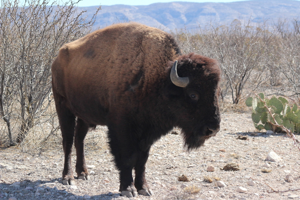 American Bison from Ocampo, Coah., México on February 18, 2024 at 08:41 ...