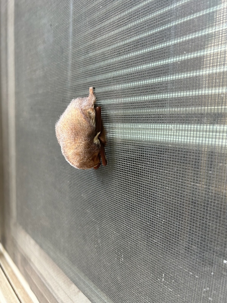 Eastern Red Bat from W Oak St, Denton, TX, US on October 12, 2023 at 04 ...