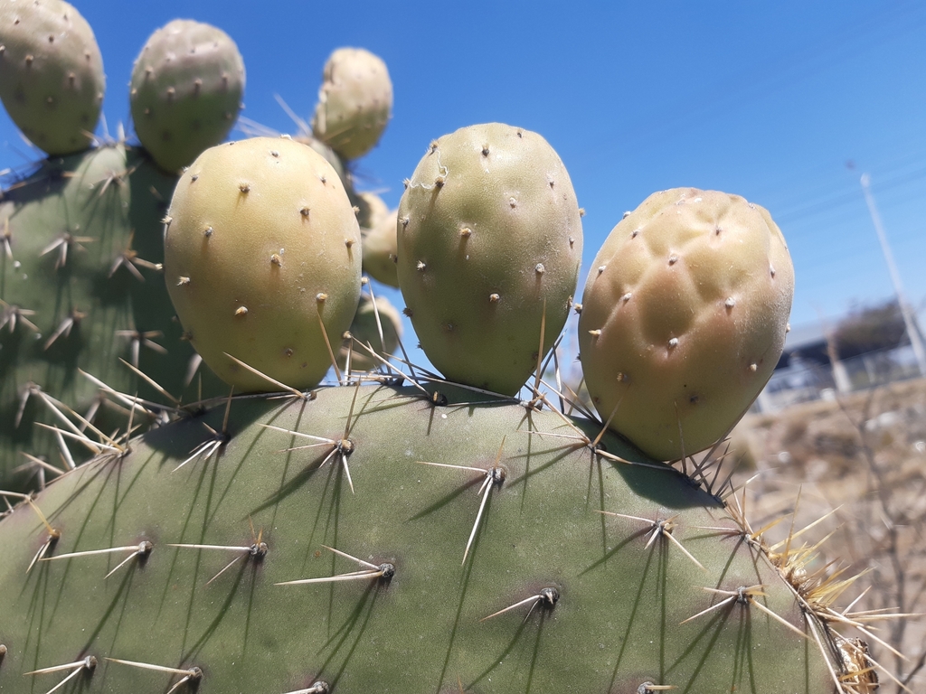 Opuntia joconostle from Querétaro, MX-QE, MX on February 22, 2024 at 12 ...