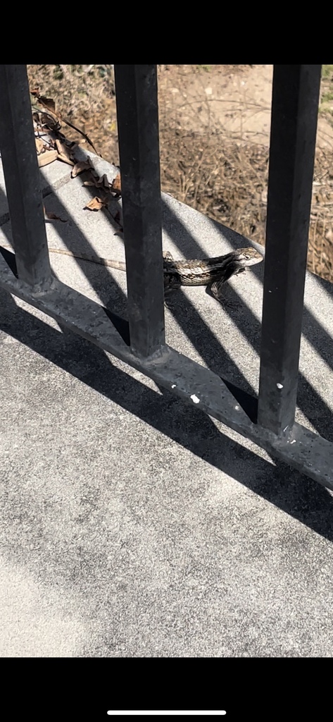 Texas Spiny Lizard from Texas State University, San Marcos, TX, US on ...