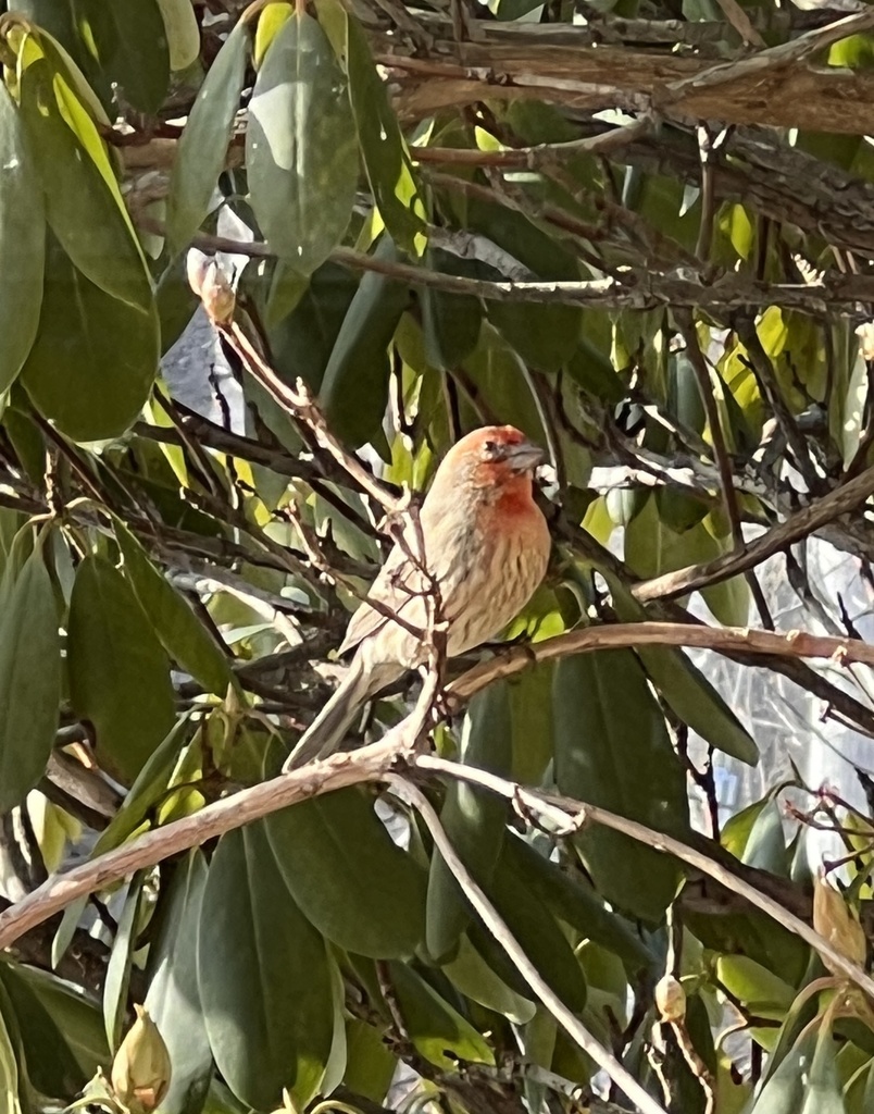 House Finch from Old Trunk One, Annapolis, NS, CA on February 22, 2024 ...