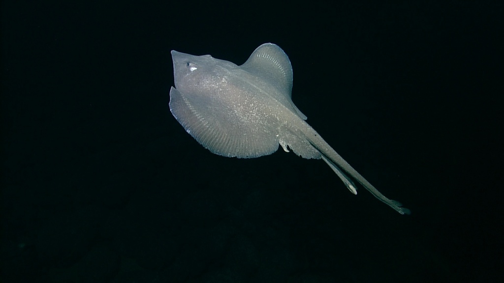 Pacific White Skate (Bathyraja spinosissima) - Marine Life Identification