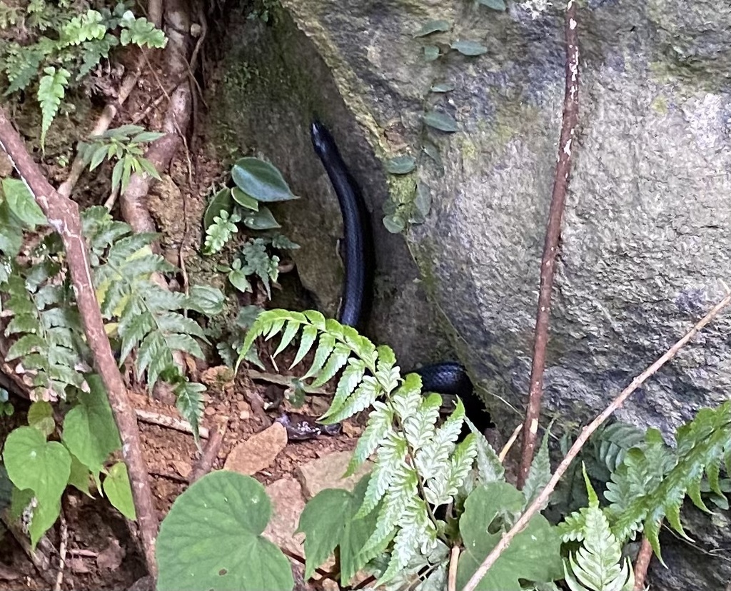 Mussuranas from Manga trail, Puntarenas, CR on January 14, 2020 at 08: ...