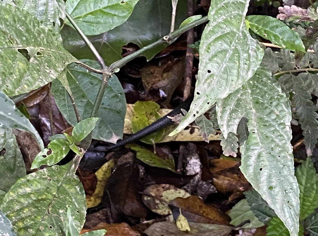 Colubrid Snakes from Manga trail, Puntarenas, CR on January 14, 2020 at ...