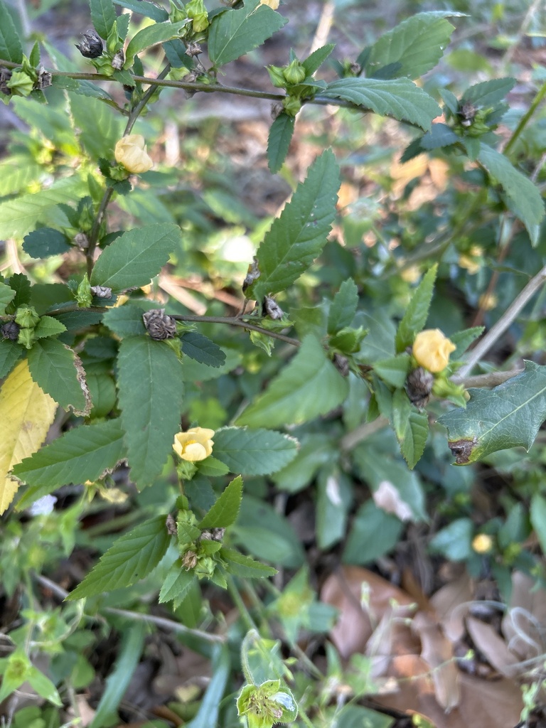 Common Fanpetals from Dominica Dr, Englewood, FL, US on February 22 ...