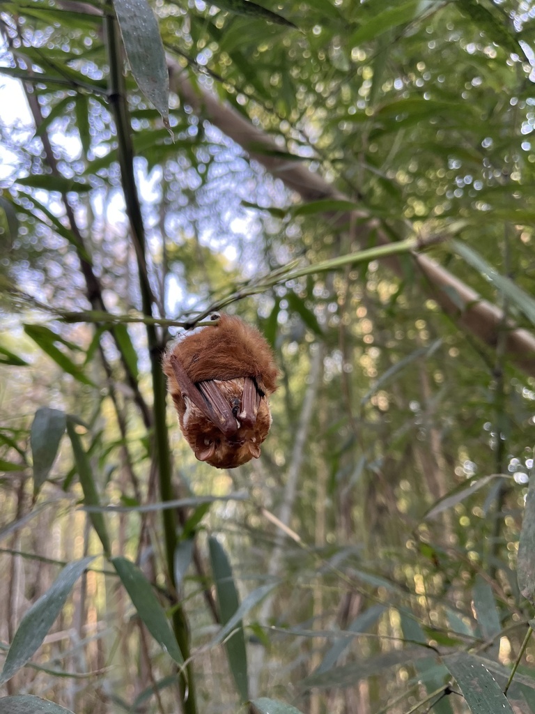 Eastern Red Bat from Springdale Rd, Anderson, SC, US on February 22 ...