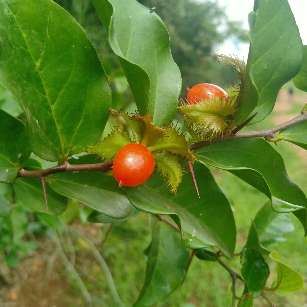 Dovyalis macrocalyx from Kicukiro, Muyange on November 7, 2023 at 09:33 ...