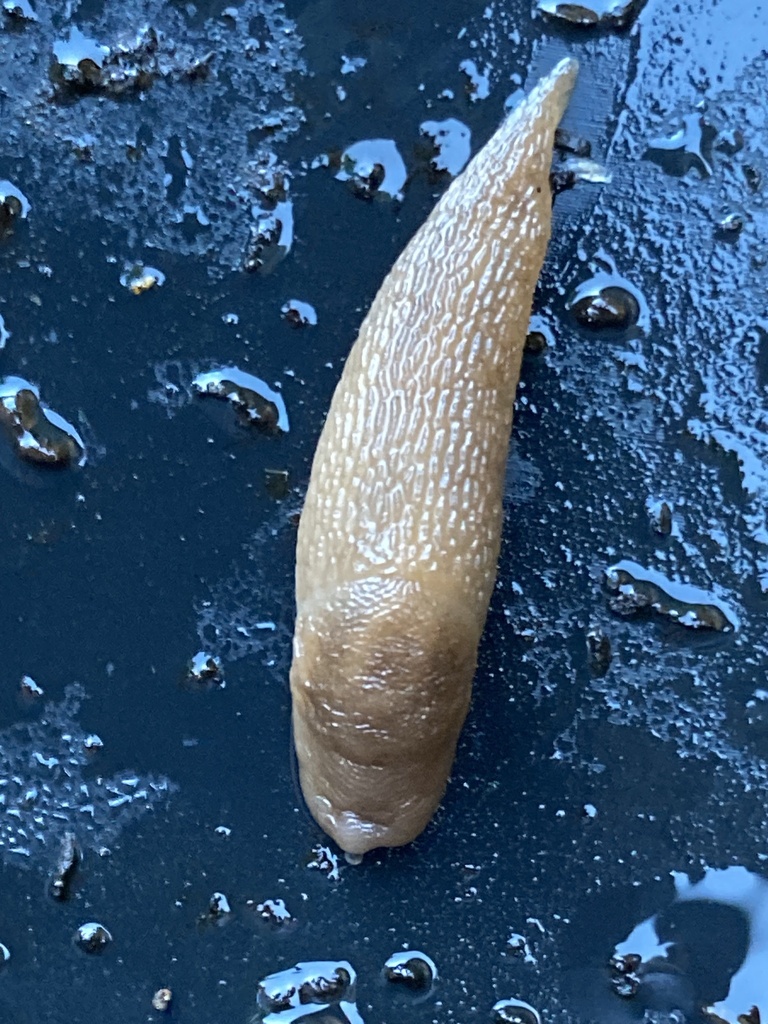 Threeband Slugs from Burraneer Rd, Coomba Park, NSW, AU on February 23 ...