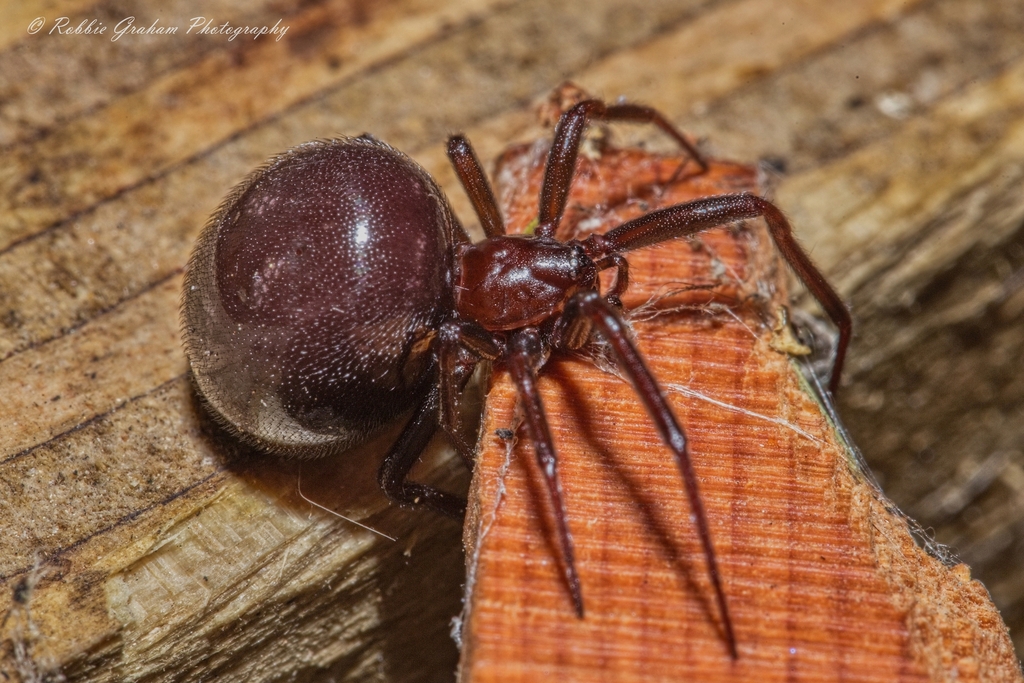 False Black Widow from 141 State Highway 1, Waitahanui 3378, New ...