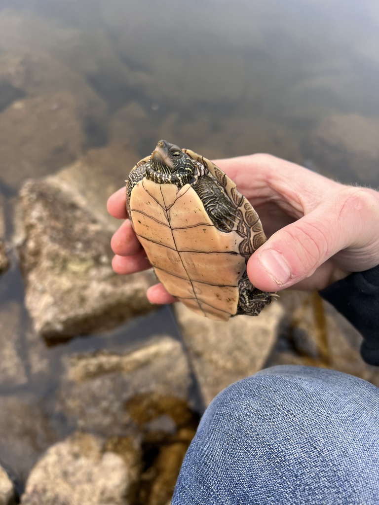Northern Map Turtle in February 2024 by loganmoore · iNaturalist