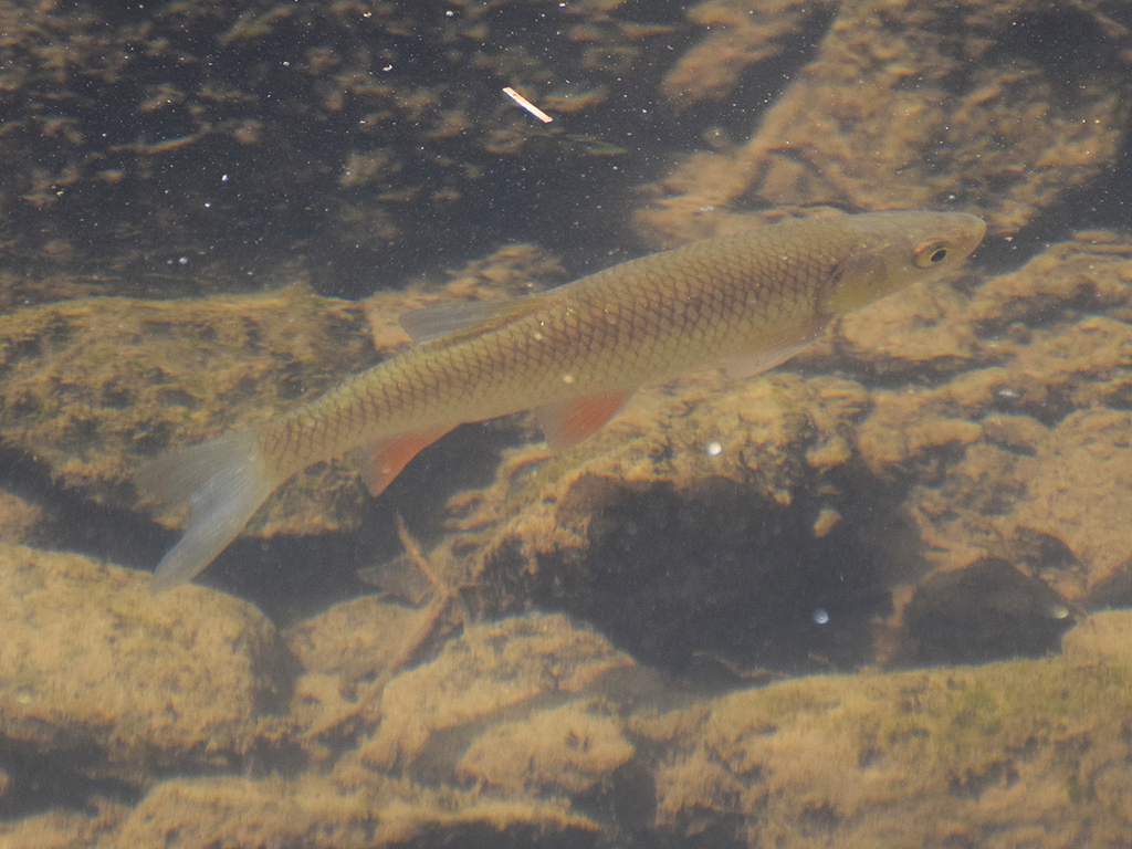 Common dace (Leuciscus leuciscus) - Marine Life Identification