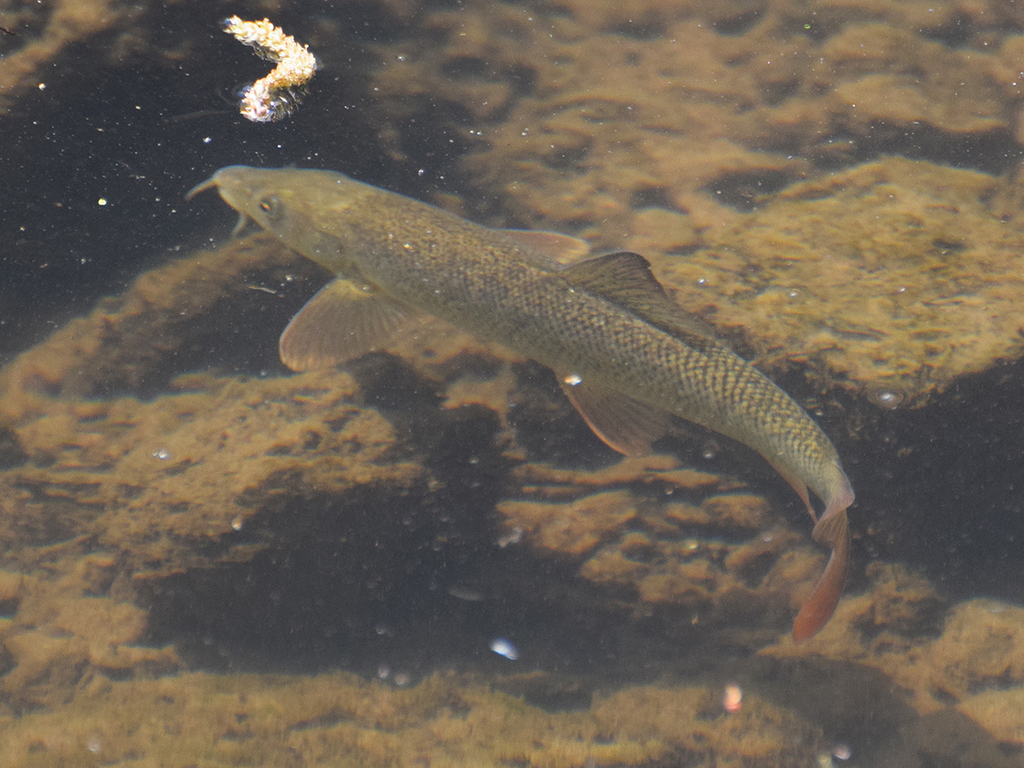 Common Barbel (Barbus barbus) - Marine Life Identification