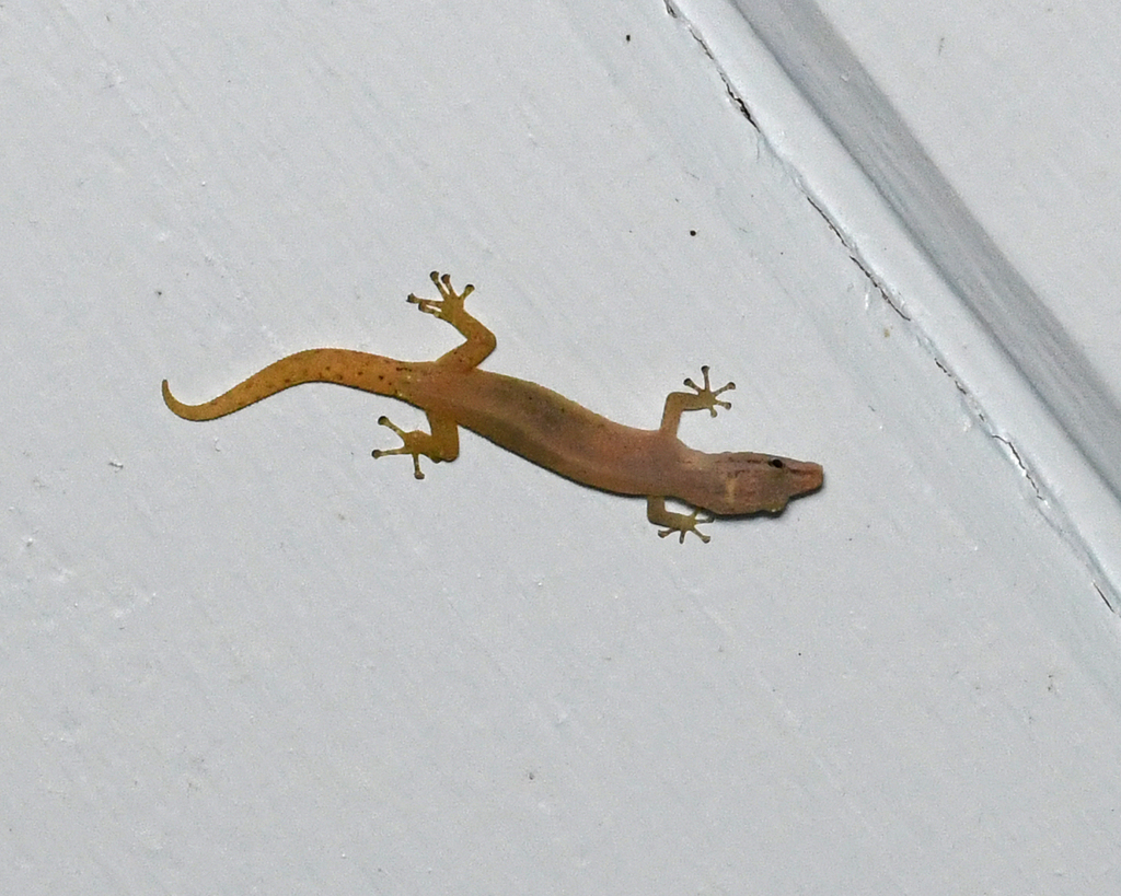 Tobago Least Gecko from Salybia, Sangre Grande Regional Corporation ...