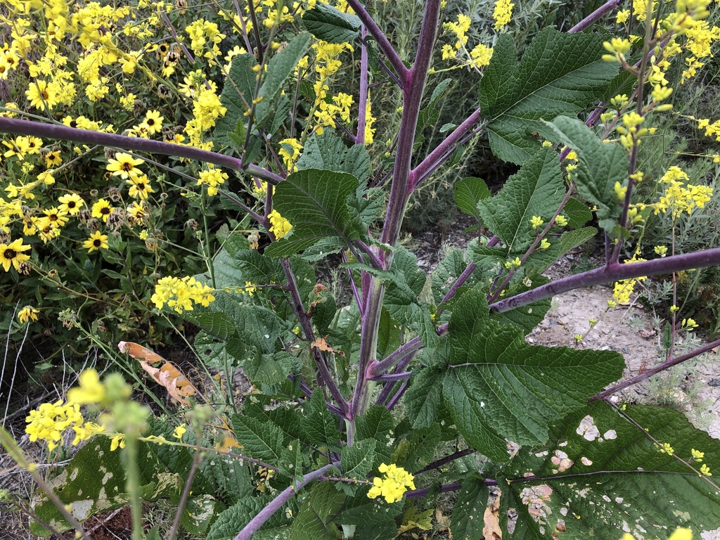 Black Mustard (Mutarda nigra) - Botanical Realm