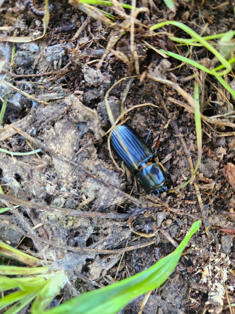 Horned Passalus Beetle from Gatlinburg, TN 37738, USA on July 10, 2023 ...