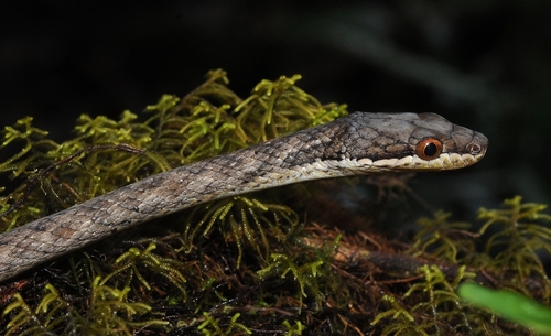 Seychelles Wolf Snake (Lycognathophis seychellensis) - Snakes and Lizards