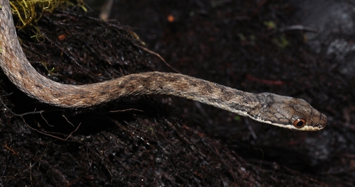 Seychelles Wolf Snake (Lycognathophis seychellensis) - Snakes and Lizards