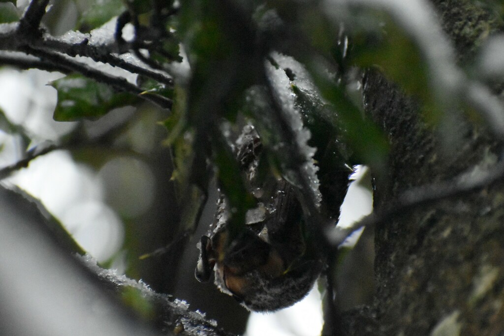 Hoary Bat from Far Rockaway, Queens, NY, USA on February 13, 2024 at 09 ...