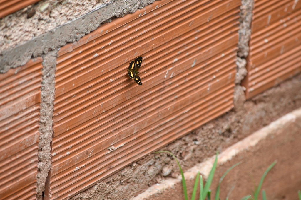 Telenassa berenice from Valle Colorado, Jujuy, Argentina on February 19 ...