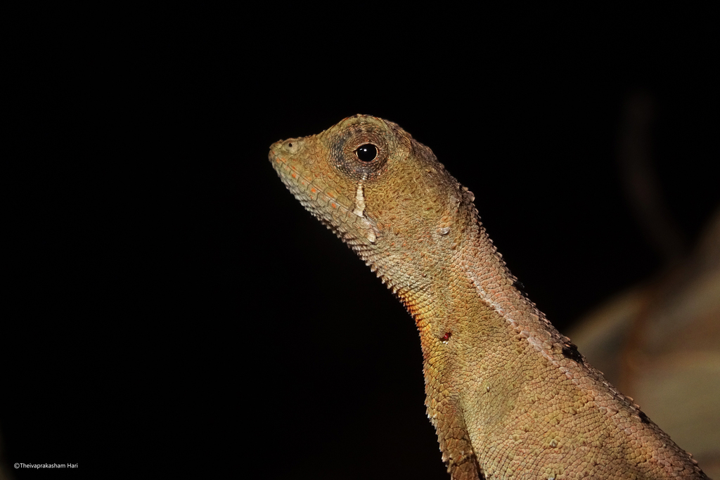 Indian Kangaroo Lizard (Agasthyagama beddomei) - Snakes and Lizards