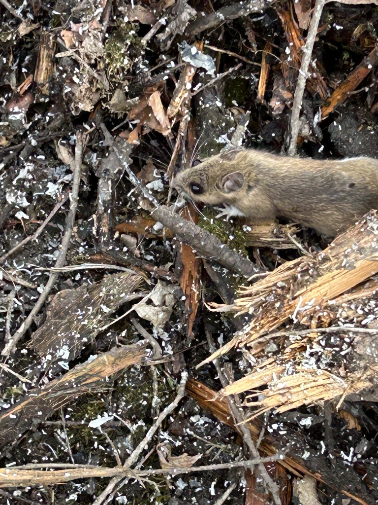 North American Deer Mice from Hastings, MN, US on February 21, 2024 at ...