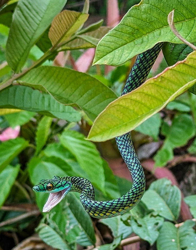 Black-skinned Parrot Snake from Mazán, 16100, Peru on February 15, 2024 ...