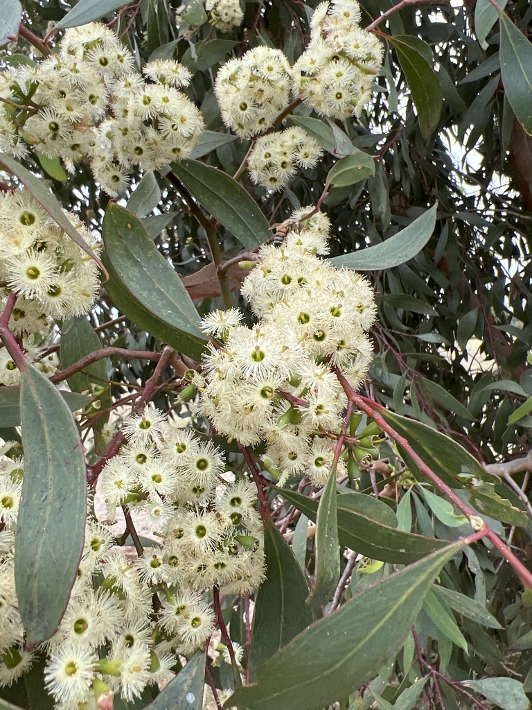 grey box from Fullarton Rd, Adelaide, SA, AU on February 23, 2024 at 10 ...