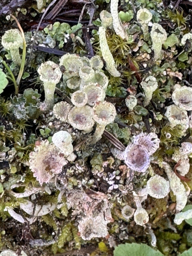 Mealy Pixie Cup from Sonoma County, CA, USA on February 22, 2024 at 12:53 PM by Sarah · iNaturalist
