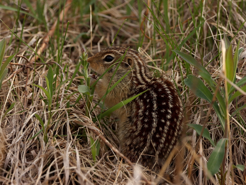 Thirteen-lined Ground Squirrel from Dakota County, MN, USA on May 21 ...