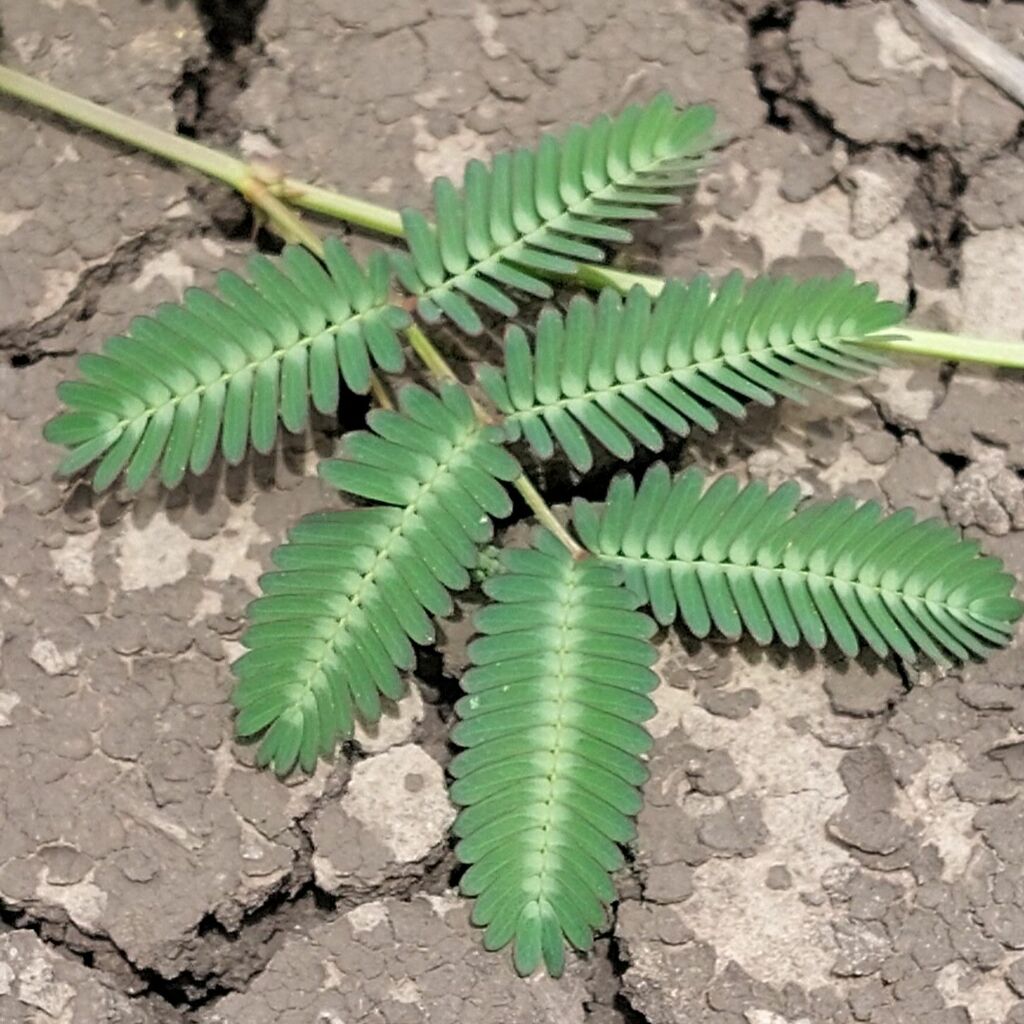 Native Sensitive Plant (Neptunia gracilis) - Botanical Realm
