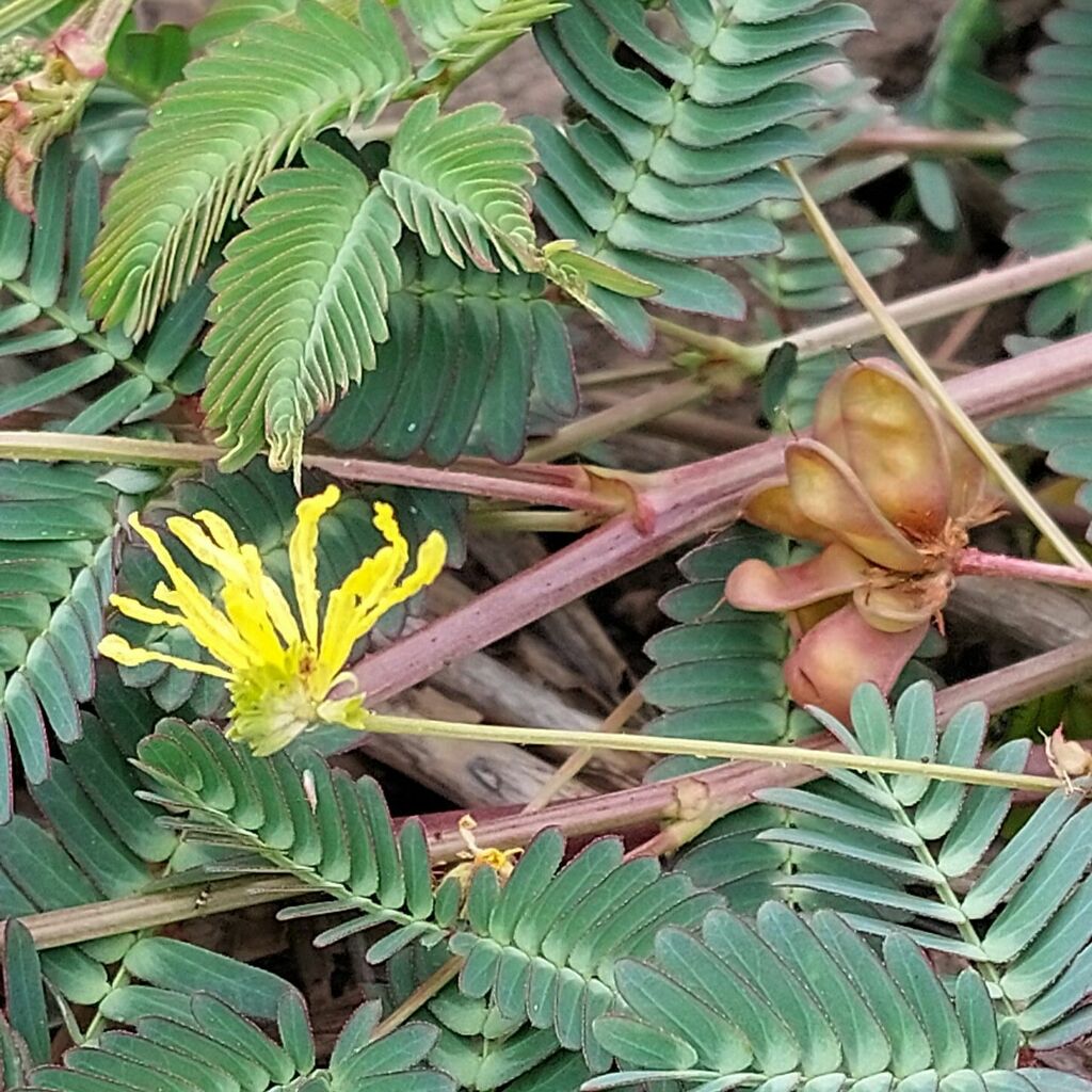 Native Sensitive Plant (Neptunia gracilis) - Botanical Realm