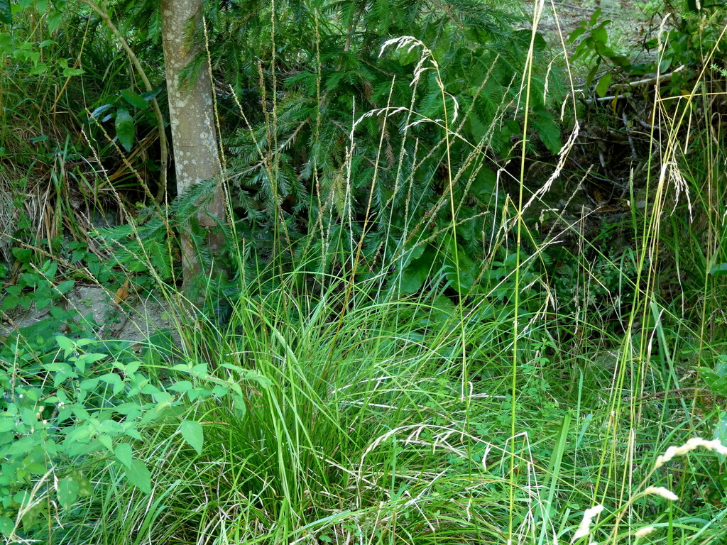 swamp sedge from Maitai, Nelson 7010, New Zealand on February 23, 2024 ...