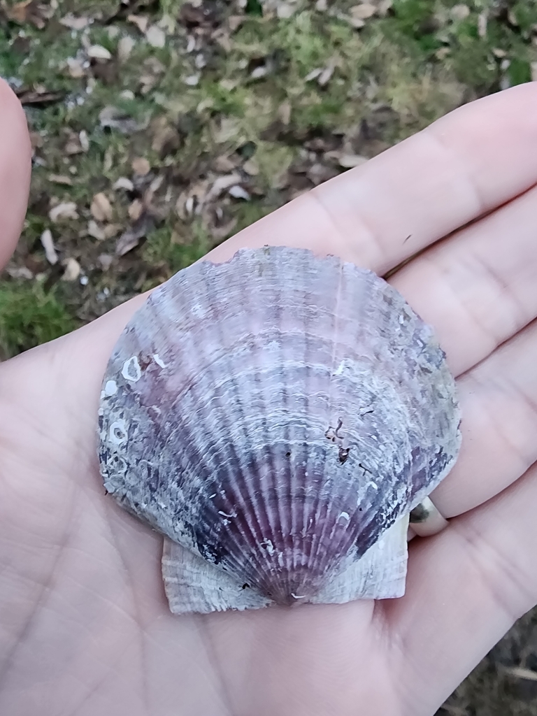 Scallops from Bowser, BC V0R 1G0, Canada on February 22, 2024 at 05:42 ...