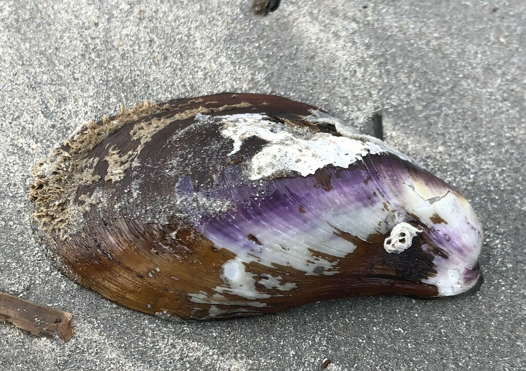 New Zealand Hairy Mussel from Kingston SE SA 5275, Australia on ...