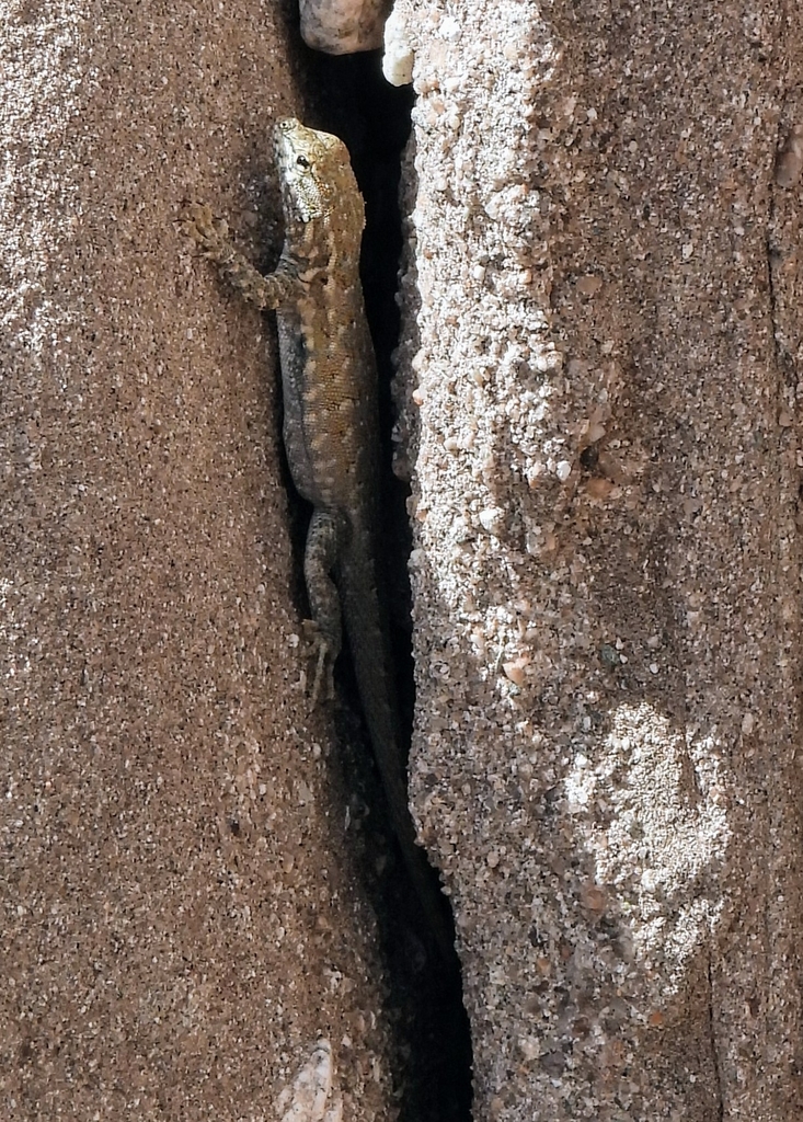 Western Side-blotched Lizard from Riverside County, CA, USA on February ...