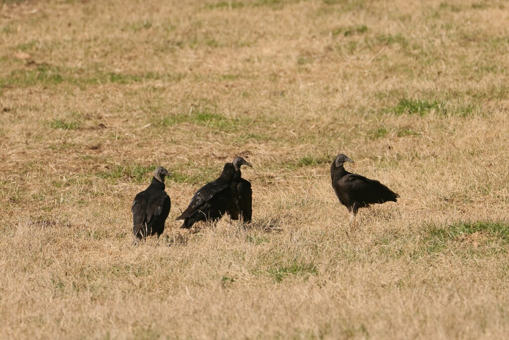 Black Vulture from North Auburn Beef Unit Auburn Alabama USA on ...