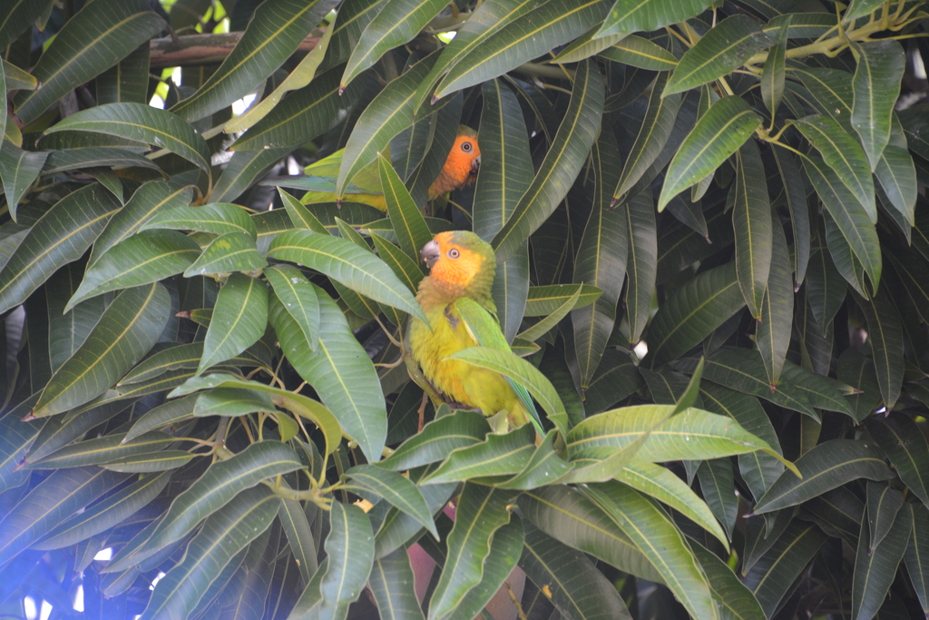 Brown-throated Parakeet from Willemstad, Curaçao on February 18, 2024 ...