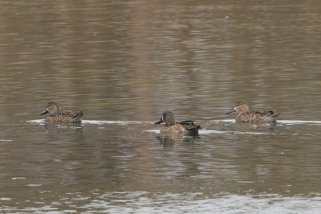 Blue-winged Teal from Wood Duck Nature Preserve Opelika Alabama USA on ...